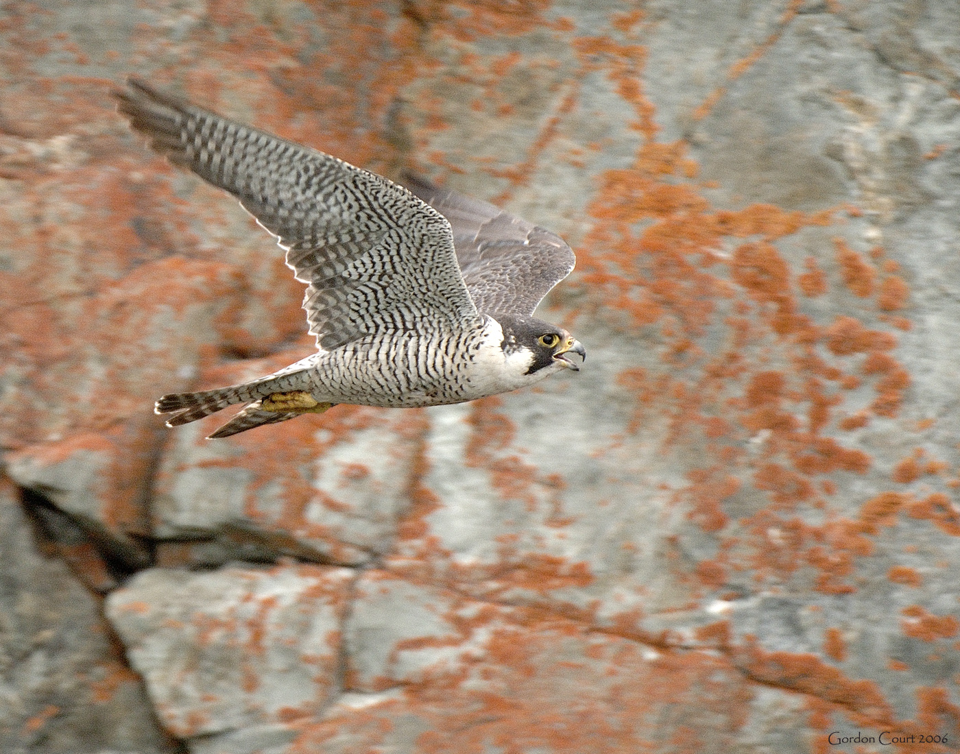 Peregrine falcon: A conservation success story | NWT Species at Risk