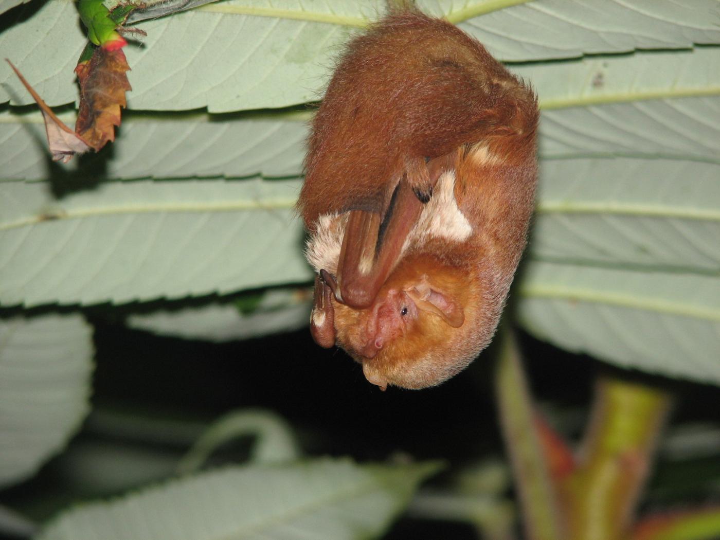 Eastern Red Bat | NWT Species at Risk